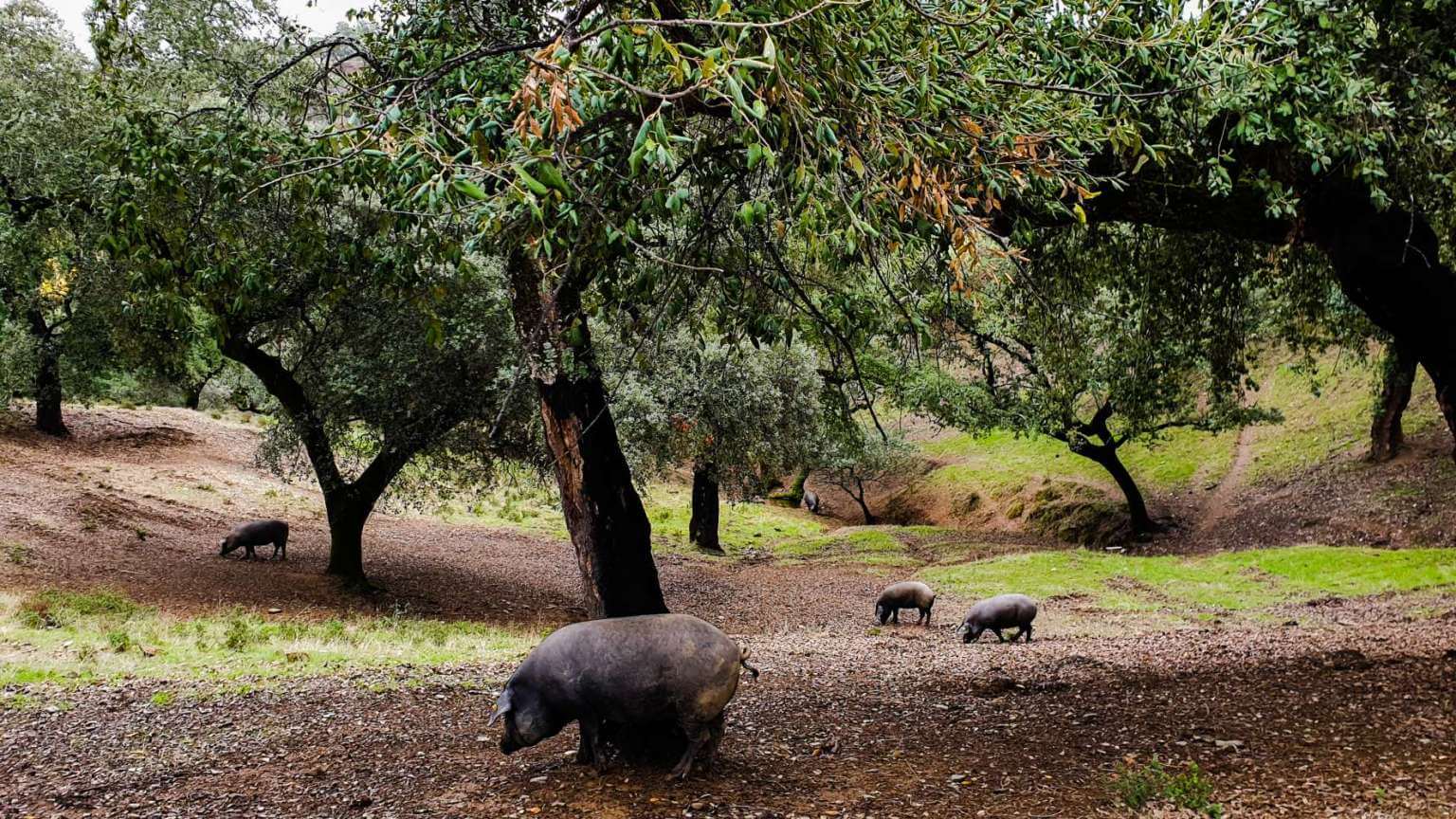 TRAVELLING TO THE ORIGINS OF IBERIAN HAM - YourTripToSpainAndPortugal